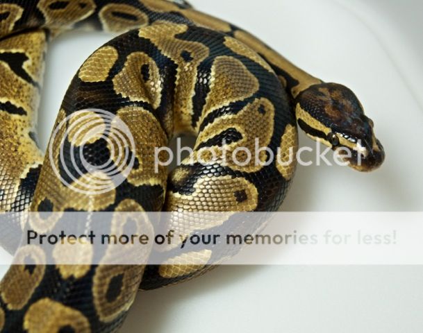 Spector ball python markings | Reptile Forums